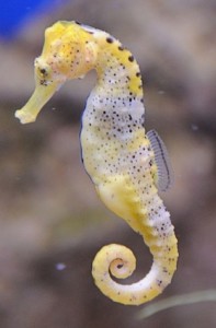 Facts about Seahorses
