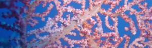 Pygmy Seahorse