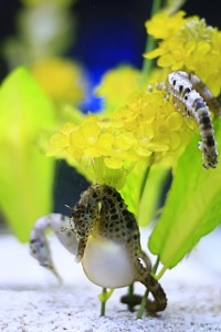 Seahorse Reproduction
